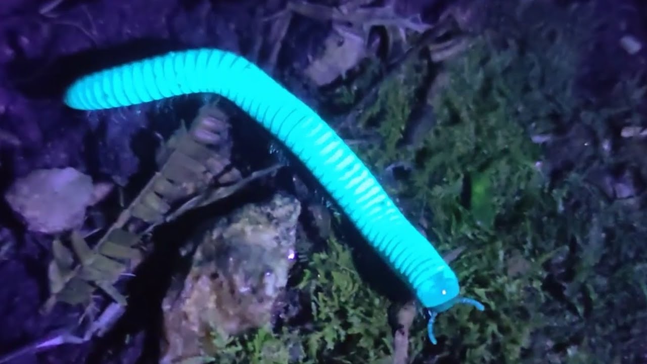 15 AMAZING Bioluminescent Animals - What The Heck?
