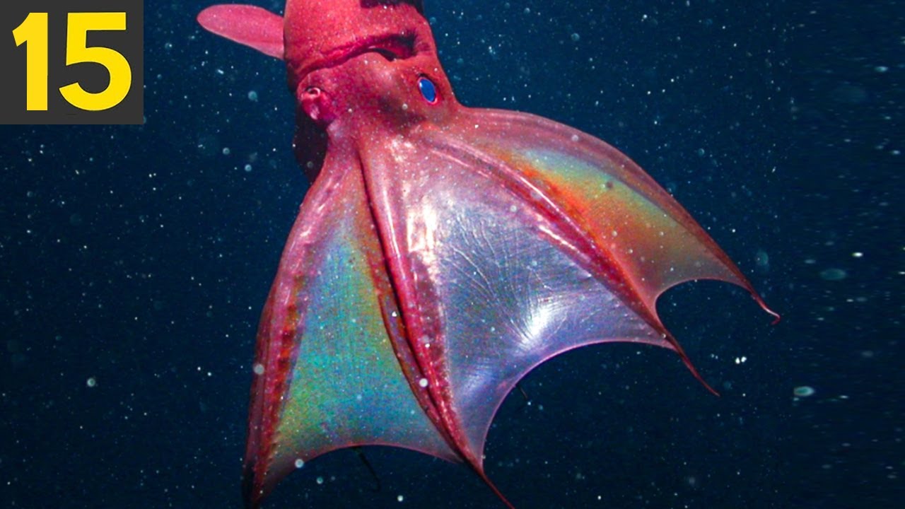 MOST SCARY Deep Sea Creatures - Dangerous Animals - What The Heck?