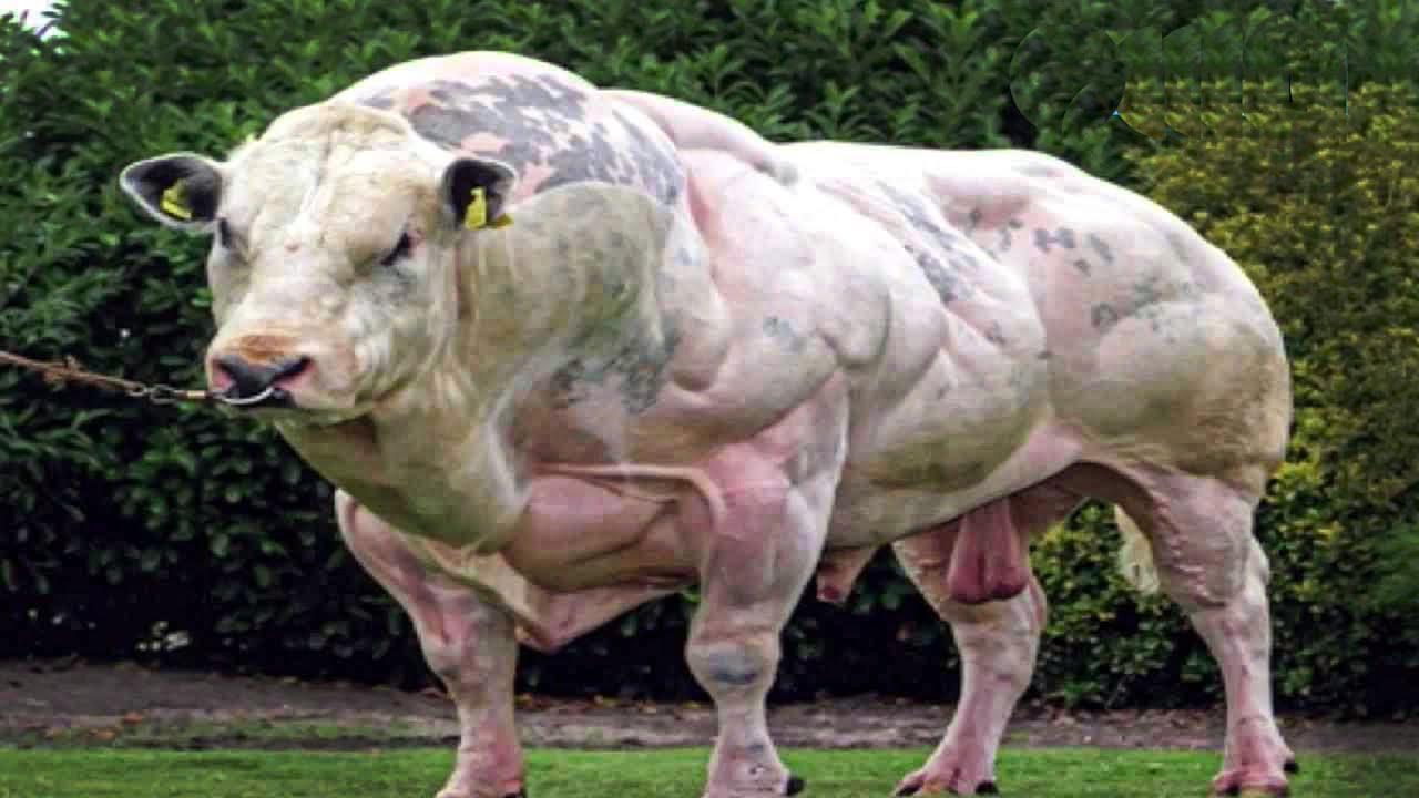15 Amazing Hybrid Animals - What The Heck?