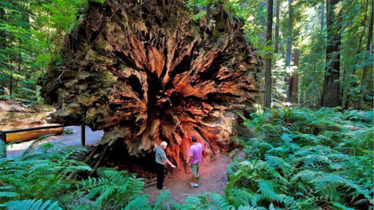 Top 15 Tallest Trees and Plants in The World - What The Heck?